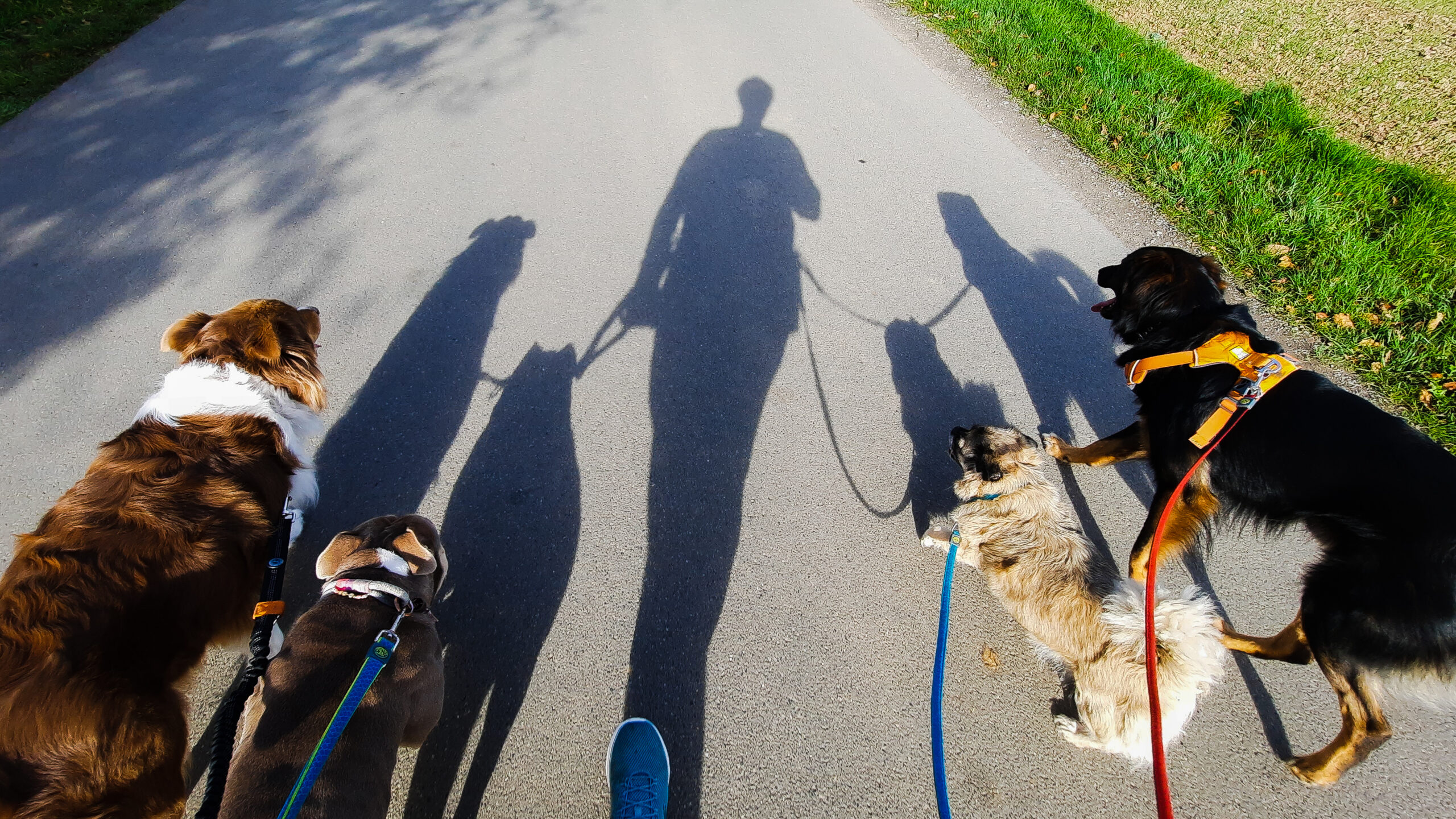 Gassiservice – DogFront